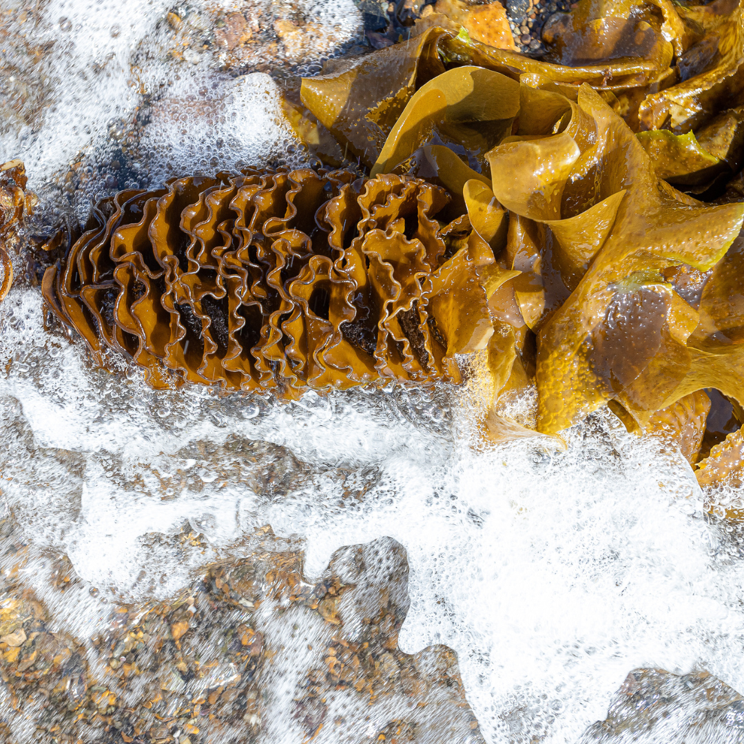 Is Seaweed Good for Your Health? – SeaQuo®